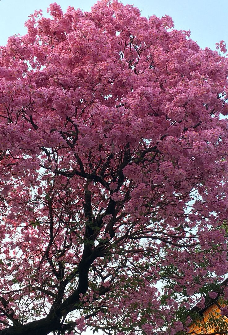 Mara-Doors | Sistema de Ventas